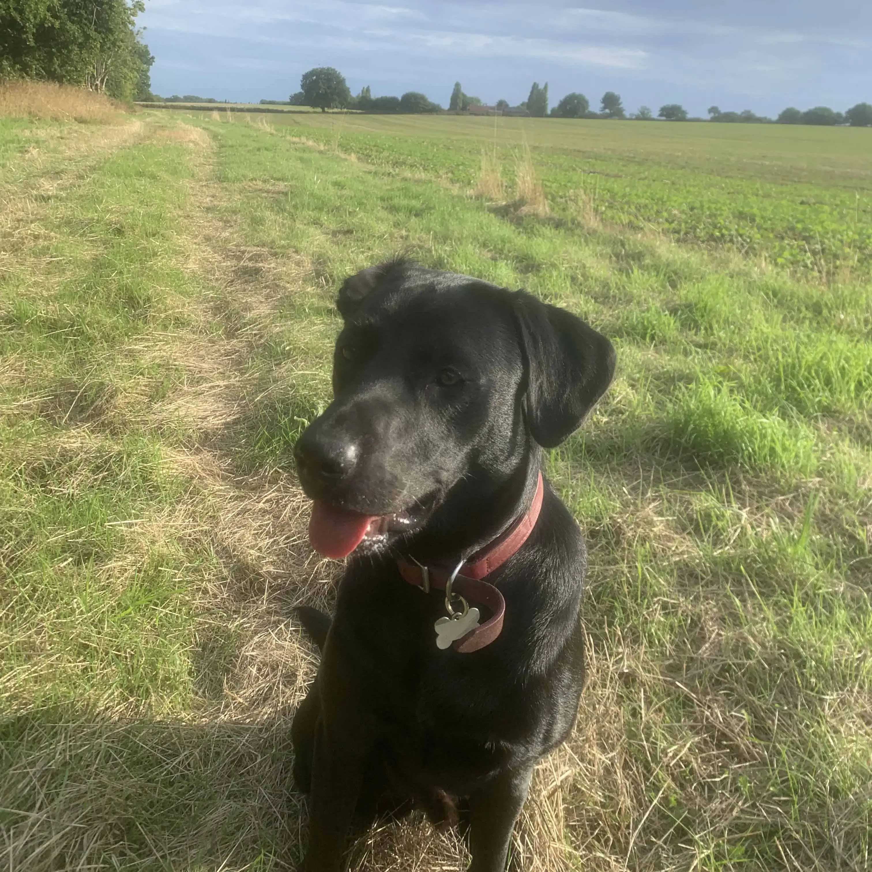 Brady Labrador Retriever | Purina UK