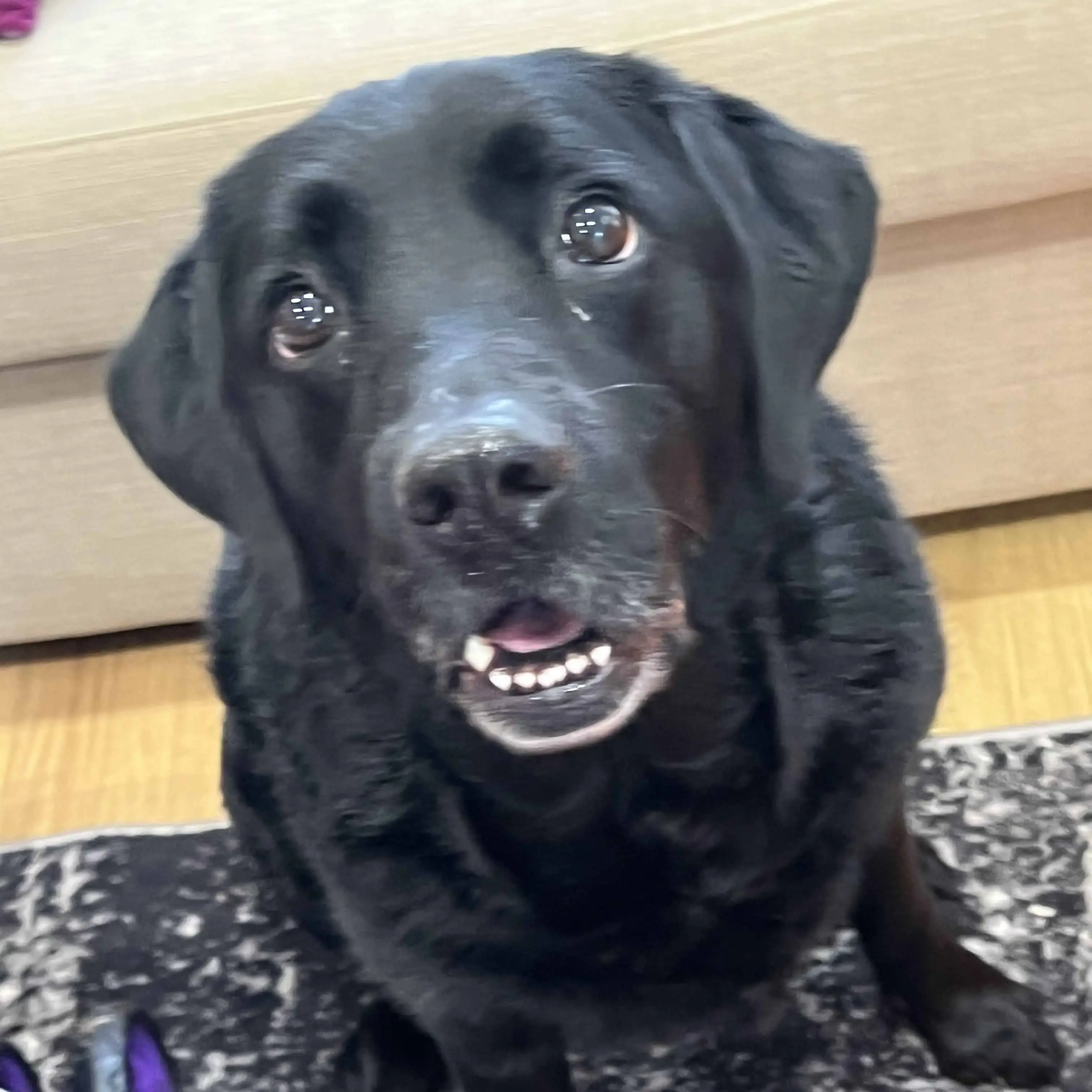 Pepsi Labrador Retriever | Purina UK