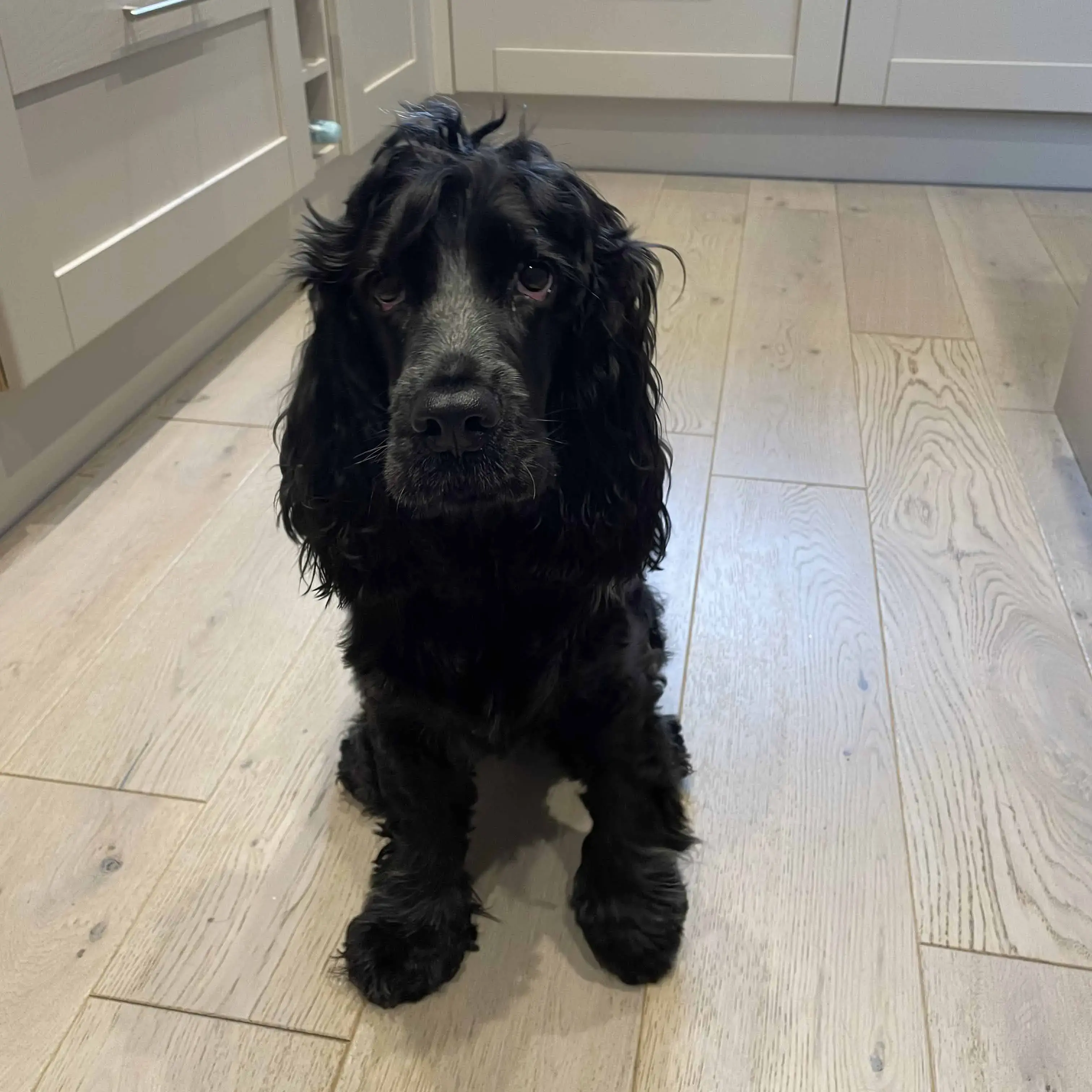 Pippa Cocker Spaniel (English) | Purina UK