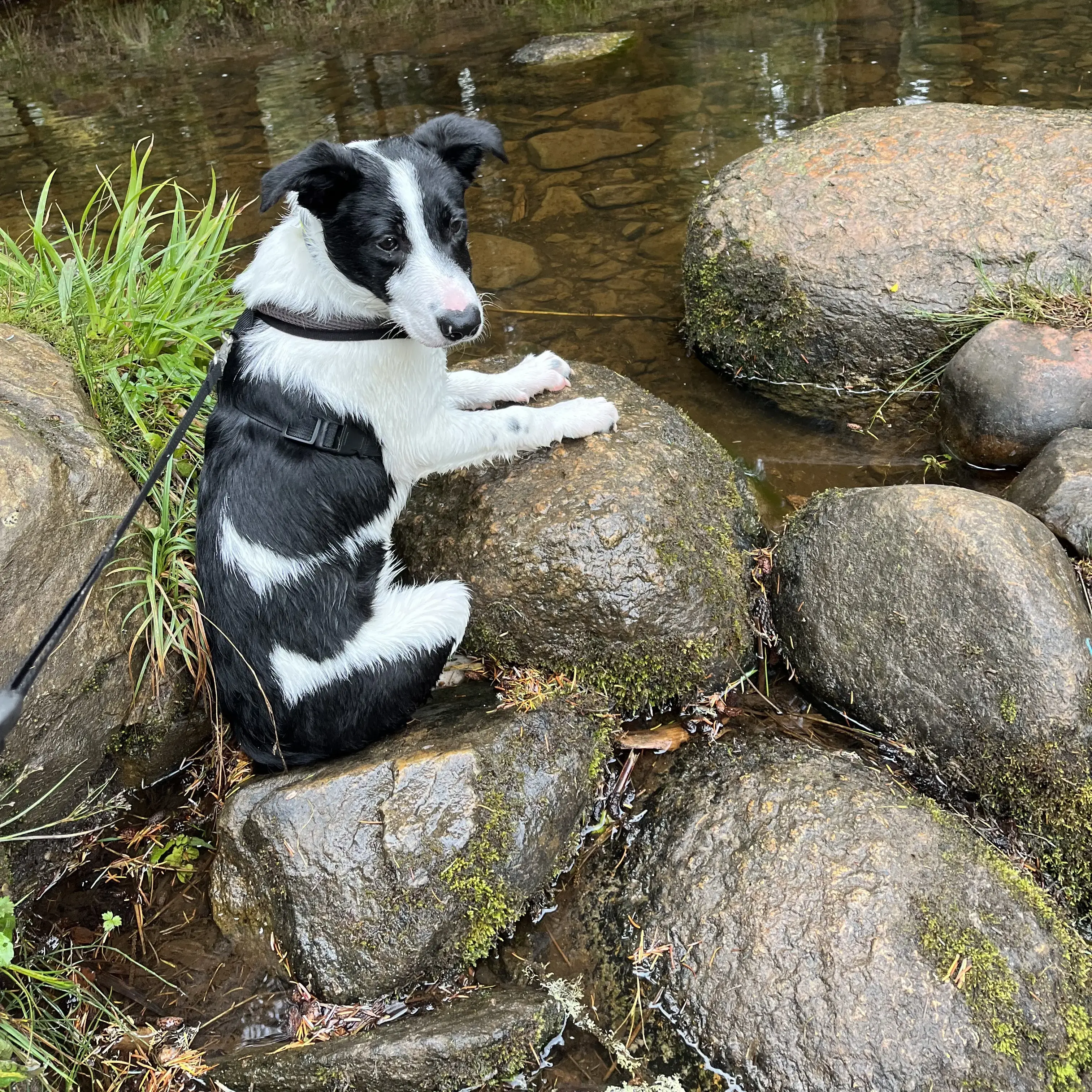 Patch Border Collie | Purina UK