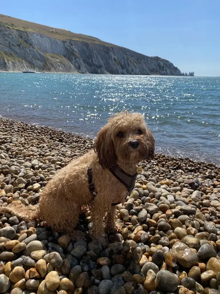 Indie King Charles Spaniel | Purina