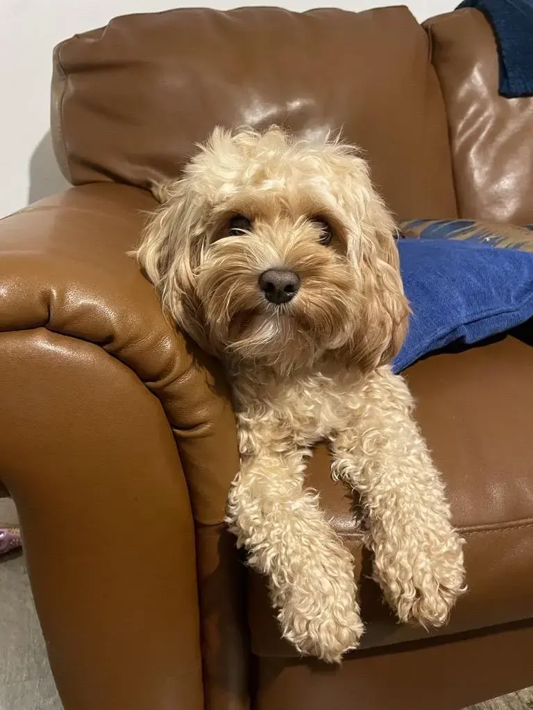 Indie King Charles Spaniel | Purina