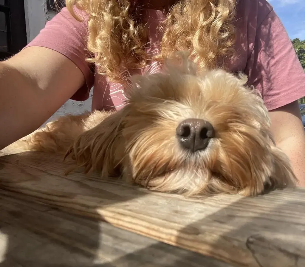 Indie King Charles Spaniel | Purina