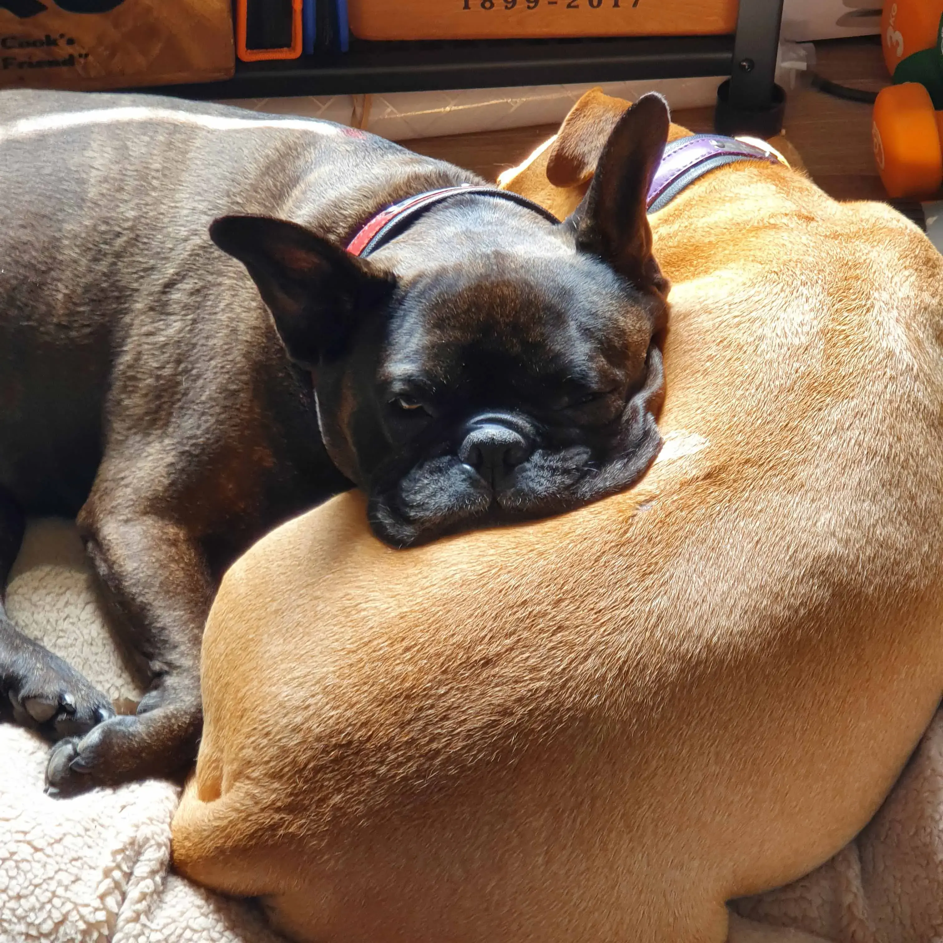 Dozer French Bulldog | Purina UK