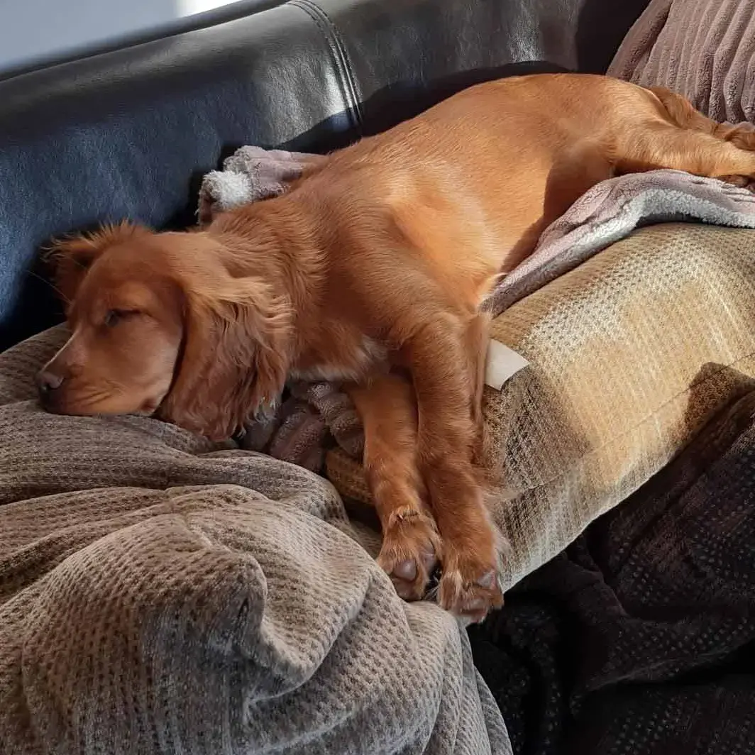 Lottie Cocker Spaniel (English) | Purina UK