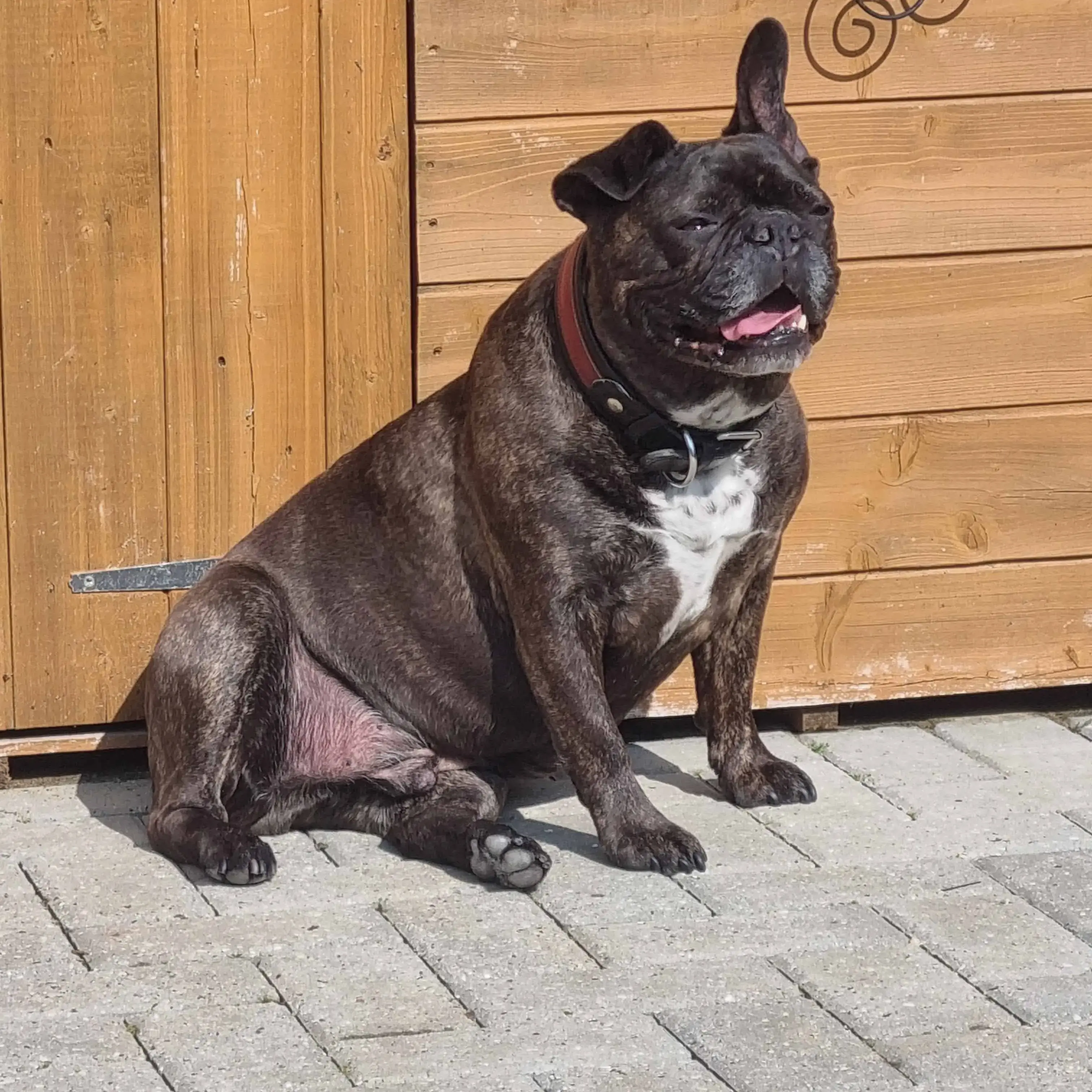 Dozer French Bulldog | Purina UK