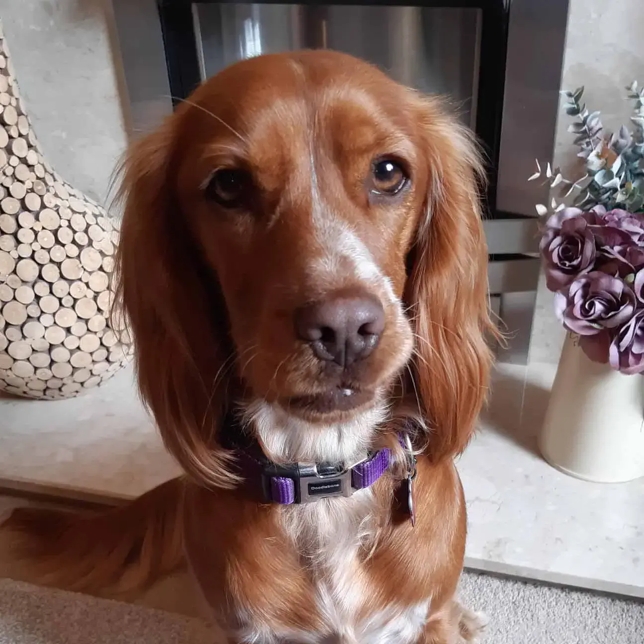 Lottie Cocker Spaniel (English) | Purina UK