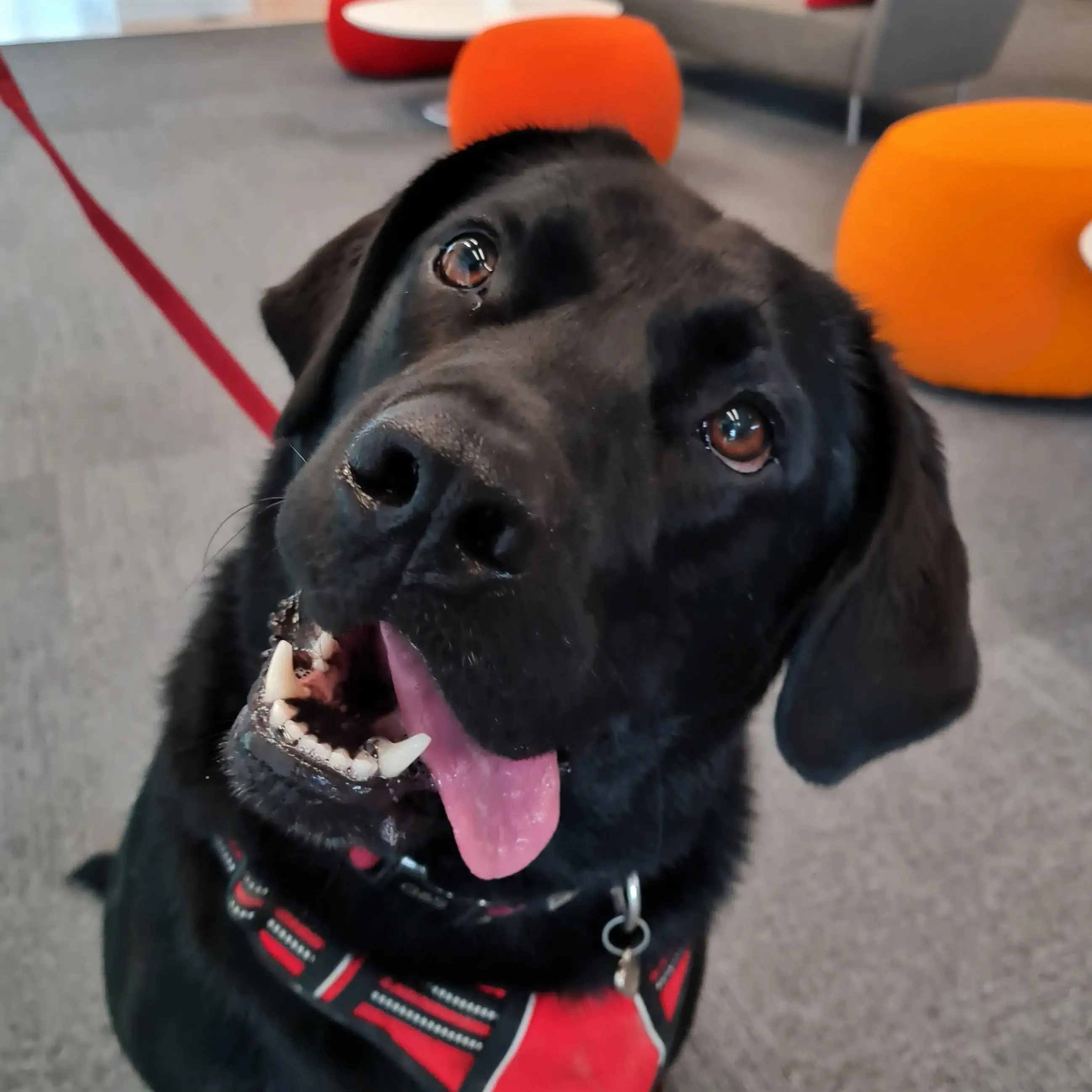 Cooper The Labrador Retriever | Purina UK