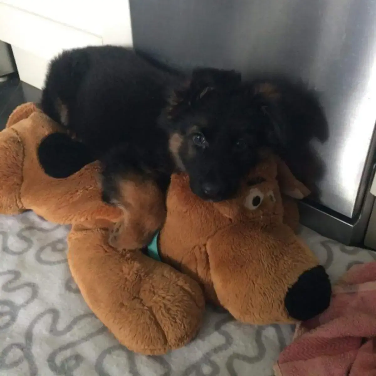 Ziva German Shepherd Dog | Purina UK