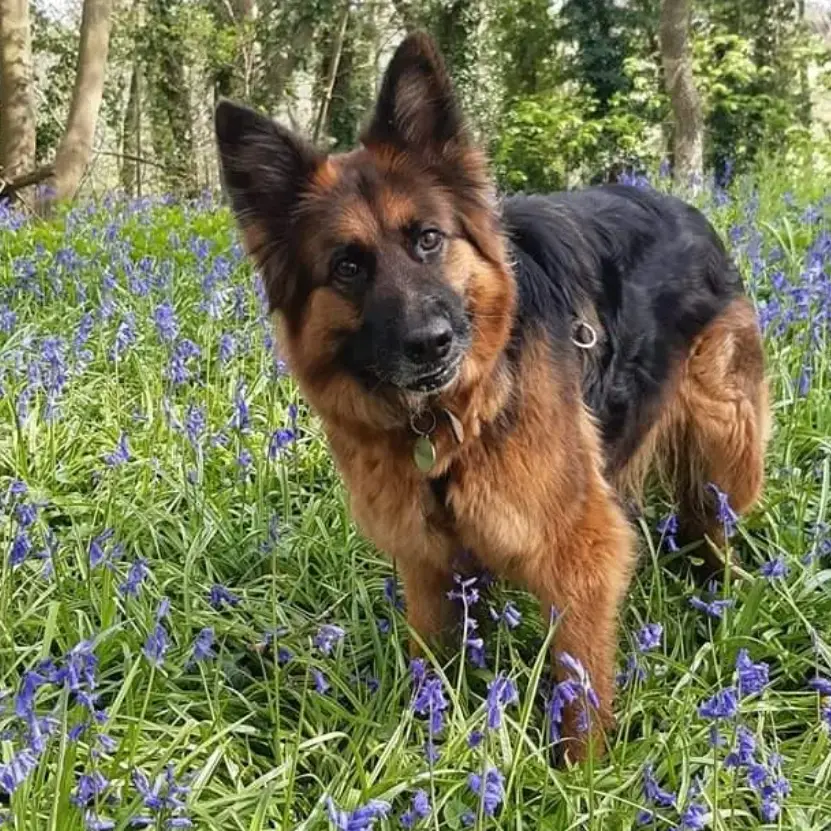 Ziva German Shepherd Dog | Purina UK