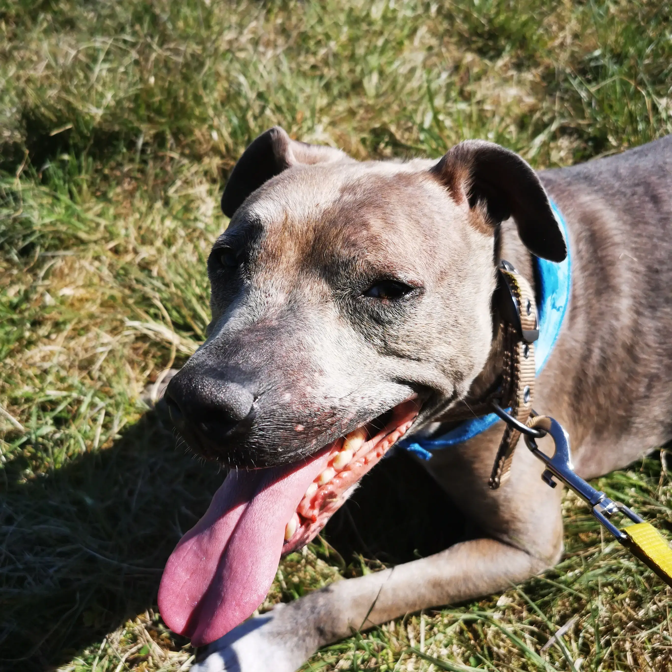 Polo Staffordshire Bull Terrier | Purina UK