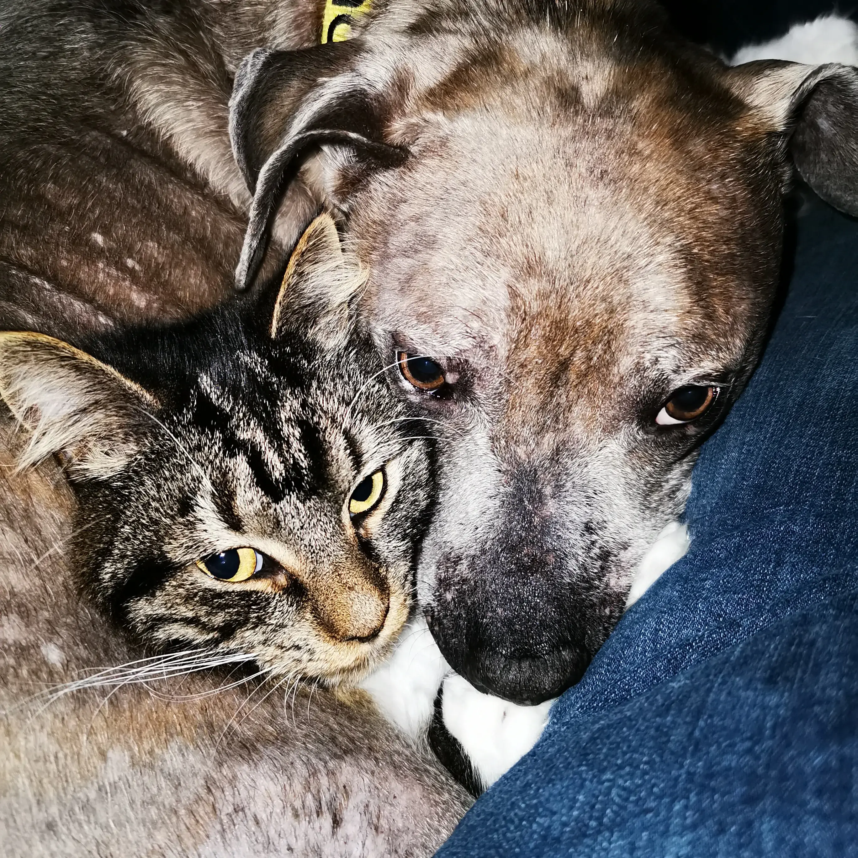 Polo Staffordshire Bull Terrier | Purina UK