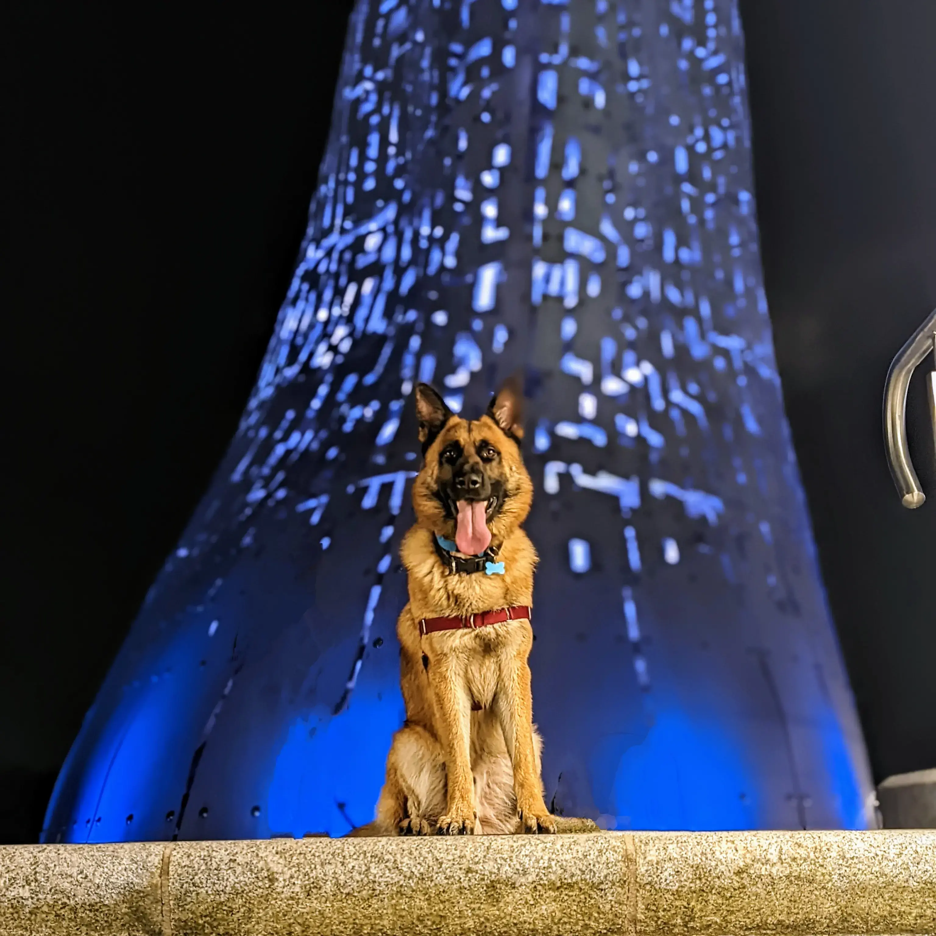 Niko German Shepherd Dog | Purina UK