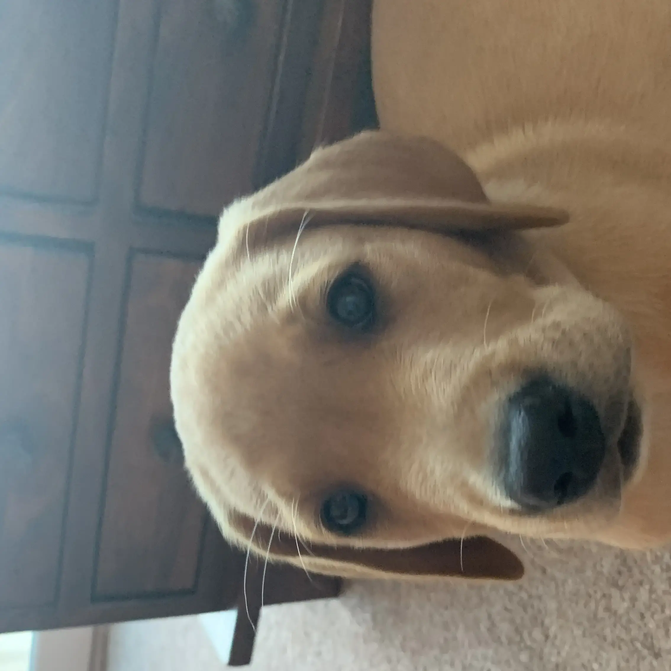Sunny Labrador Retriever | Purina UK