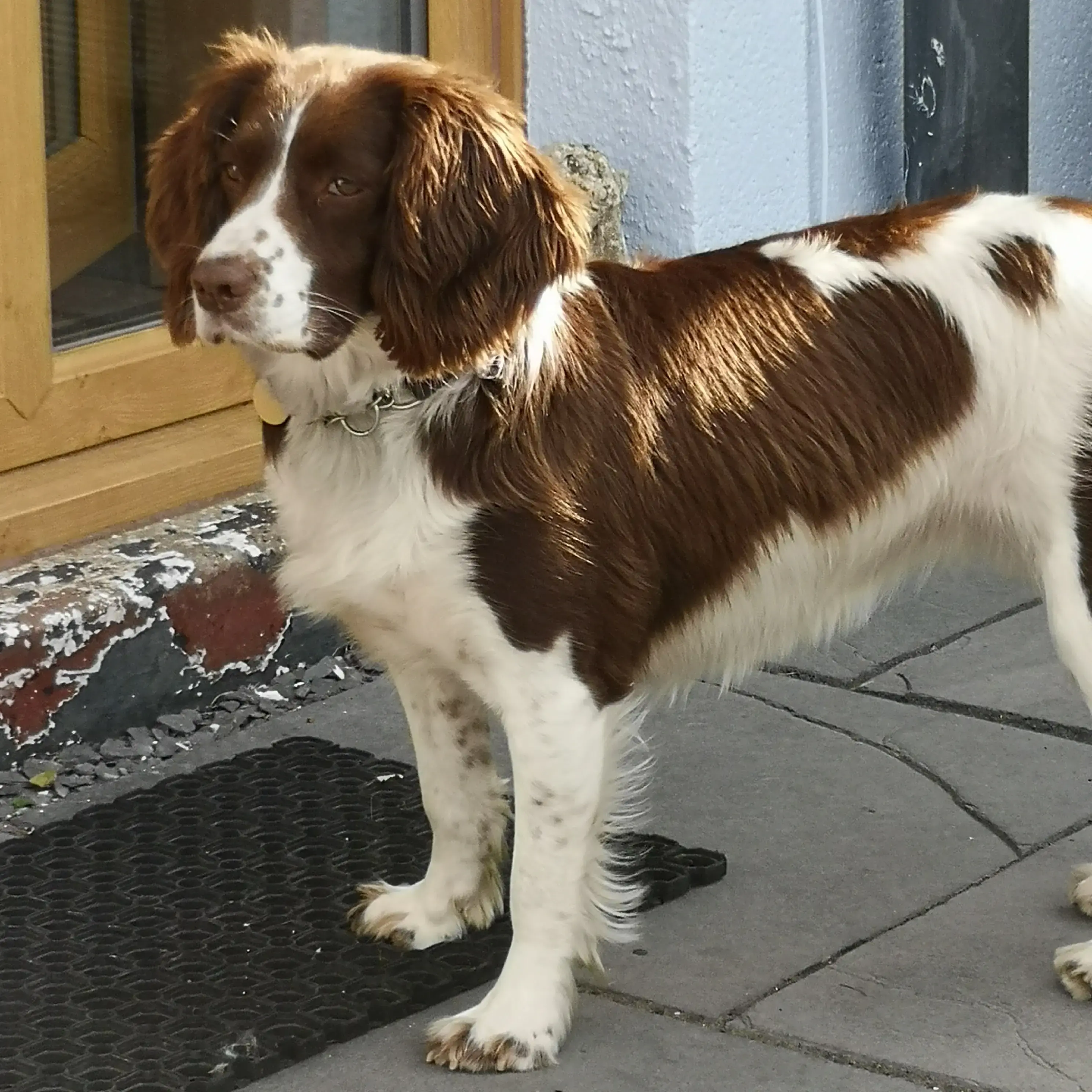 Harley English Springer Spaniel | Purina