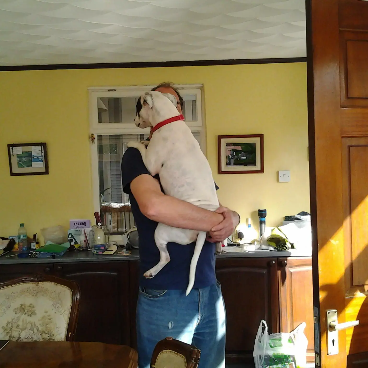 Rosie Staffordshire Bull Terrier | Purina