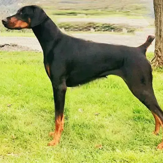 Maiden Dobermann | Purina UK