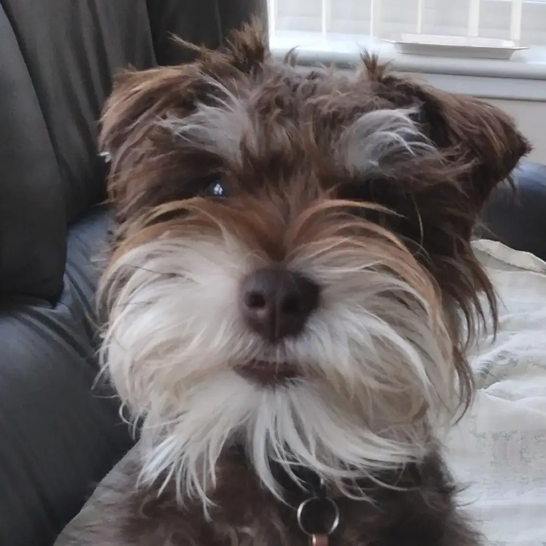 Fudge The Schnauzer (Miniature) | Purina UK