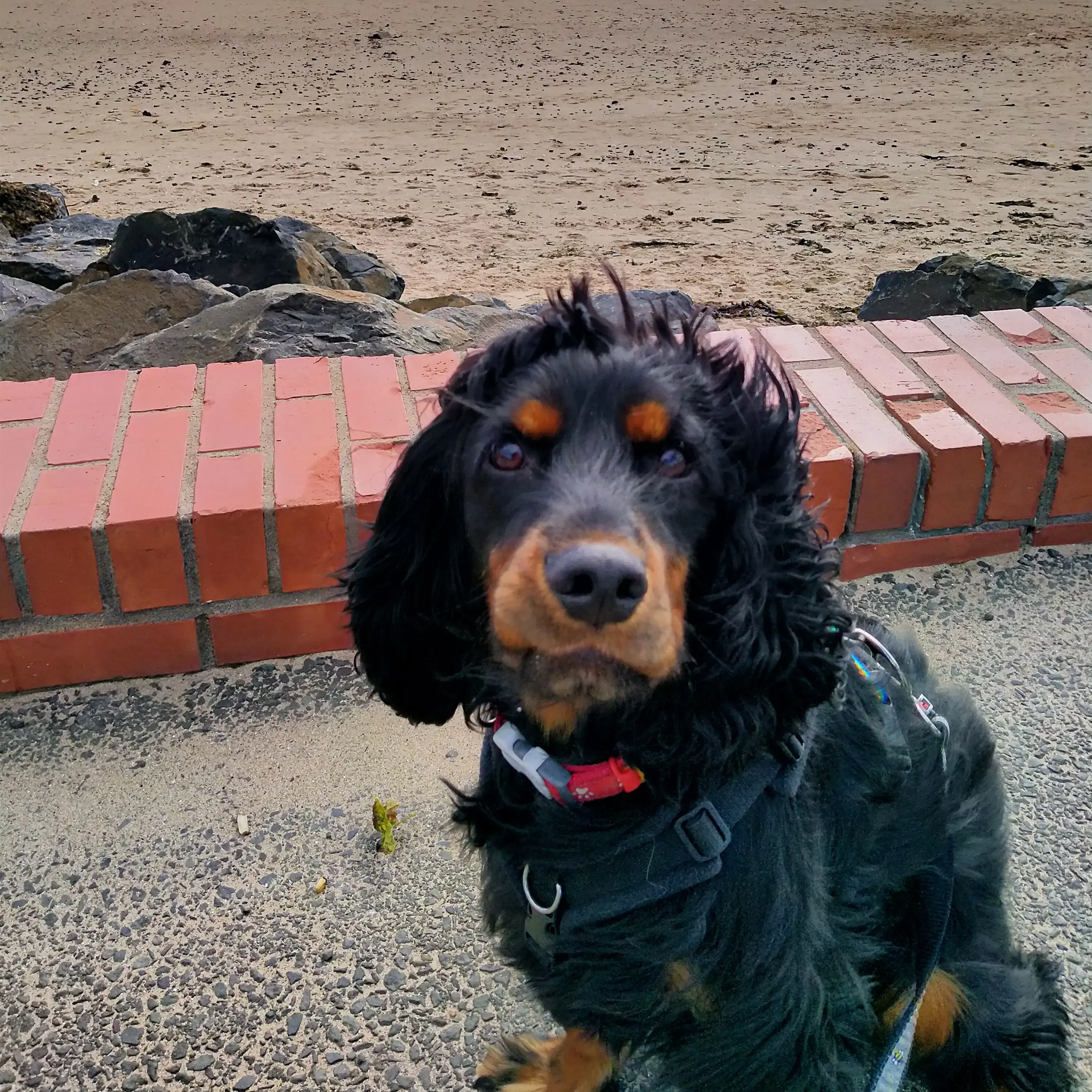 Robbie Cocker Spaniel (English) | Purina UK