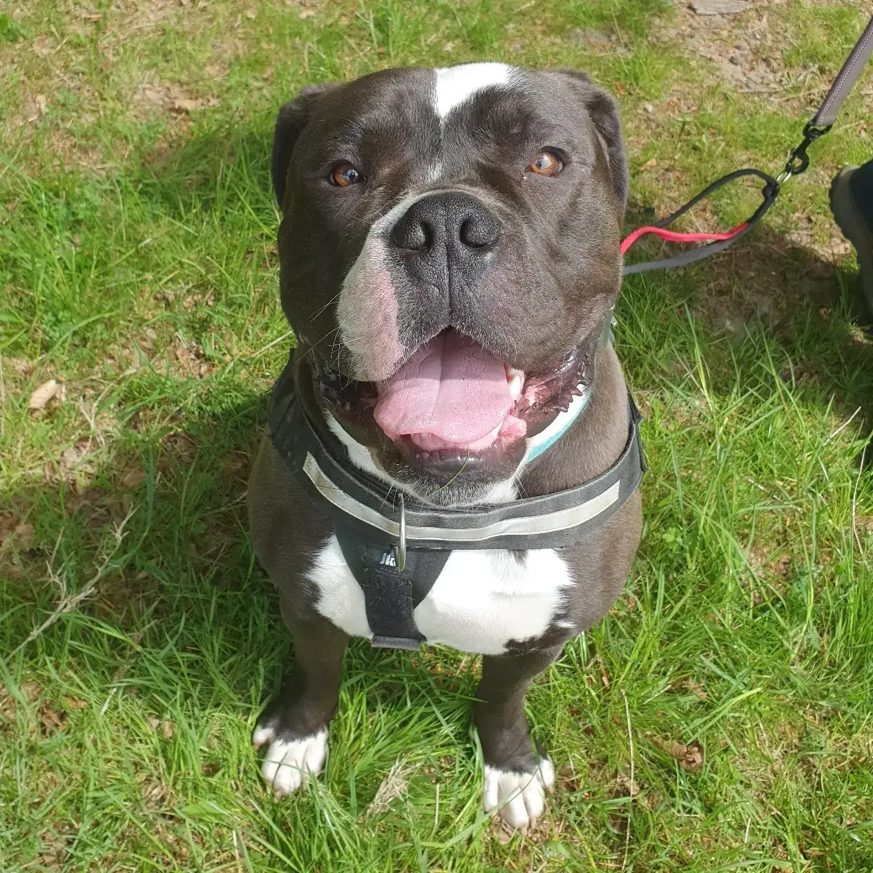 Bowser Bulldog | Purina UK