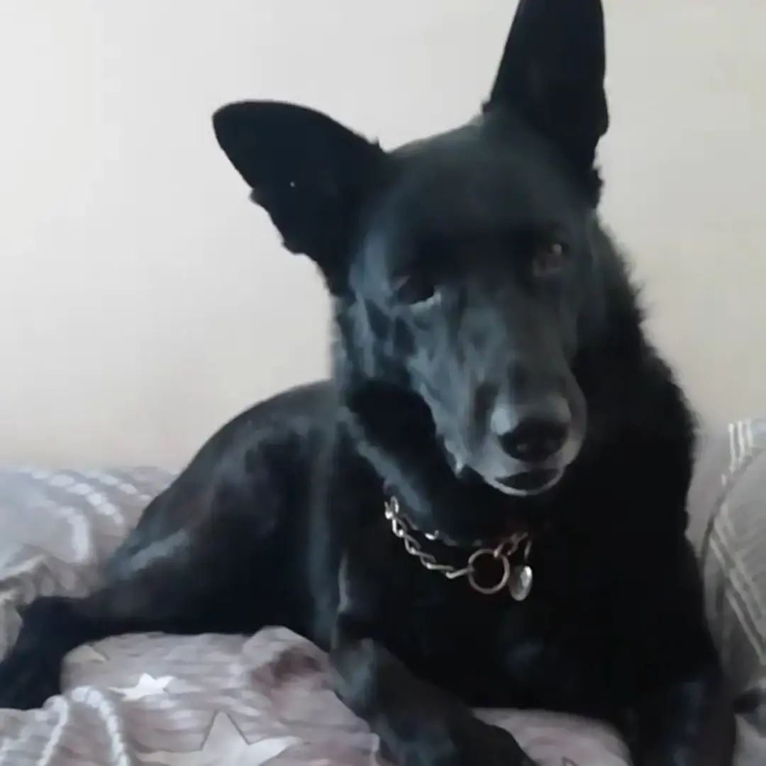 Ana German Shepherd Dog | Purina UK