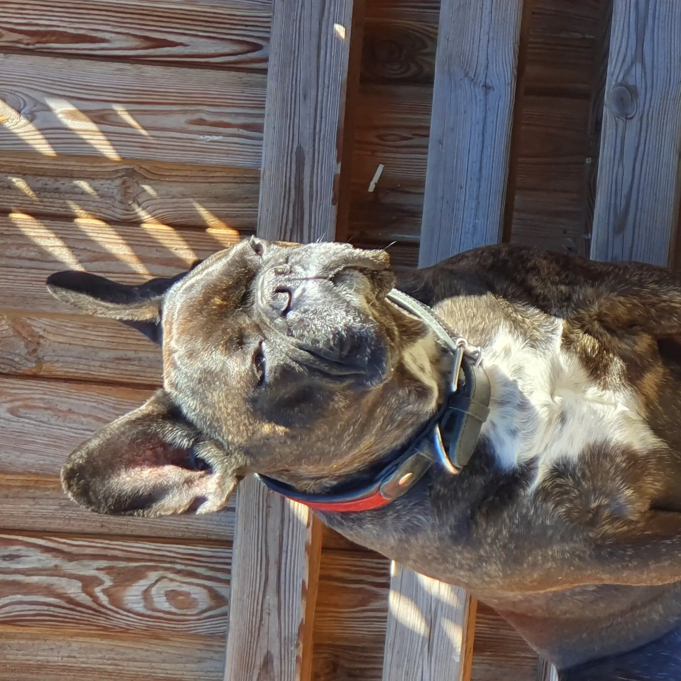 Dozer French Bulldog | Purina UK