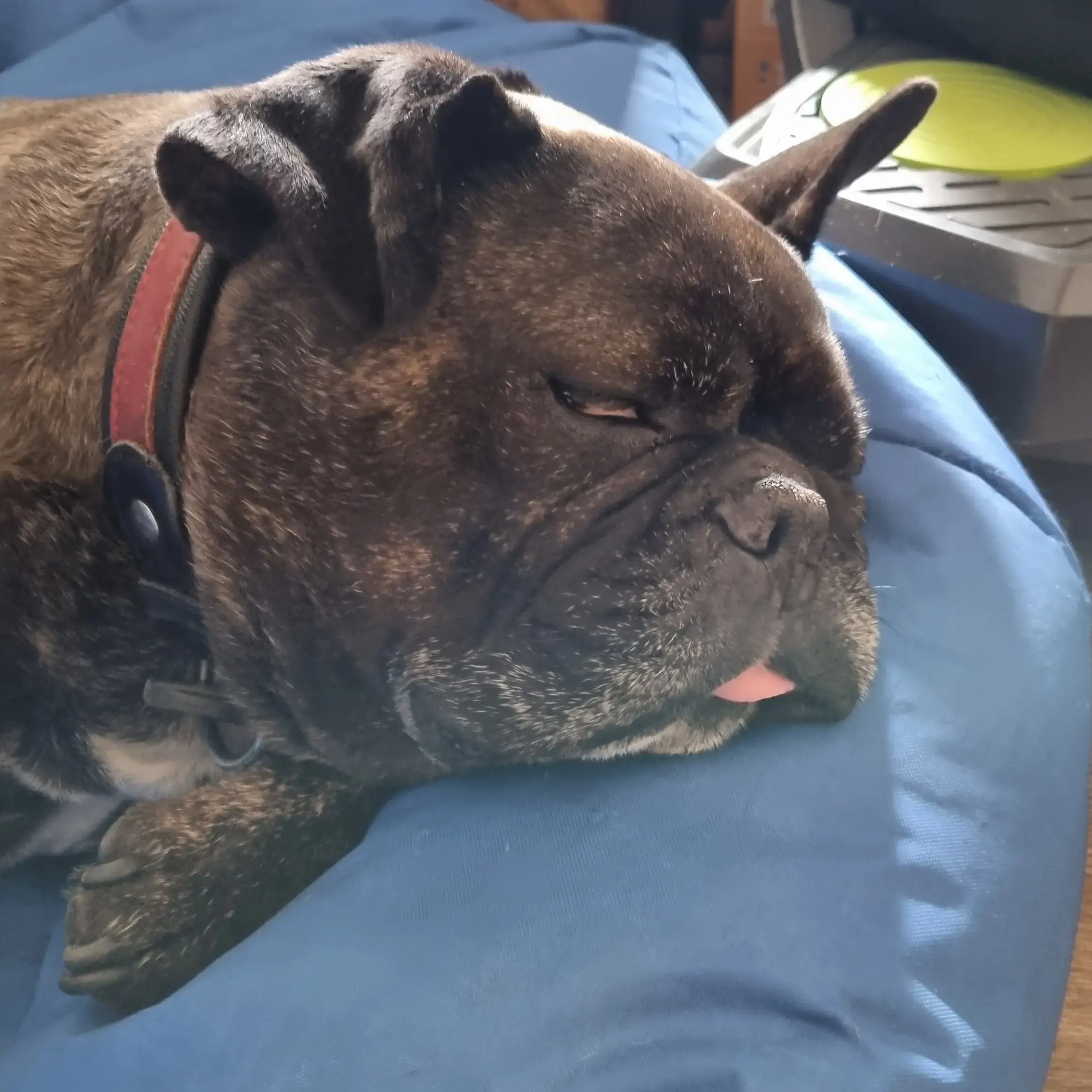 Dozer French Bulldog | Purina UK