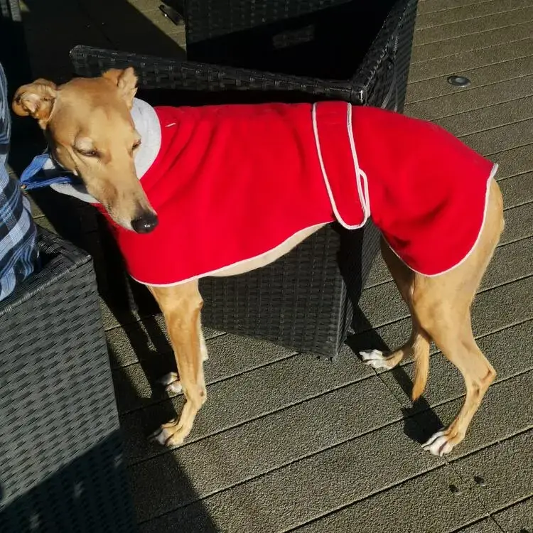 Joey Lurcher | Purina UK