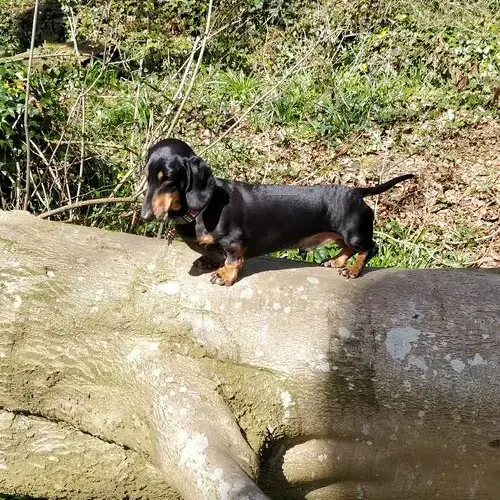 Rory Dachshund (Miniature Smooth-Haired) | Purina UK