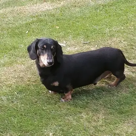 Rory Dachshund (Miniature Smooth-Haired) | Purina UK