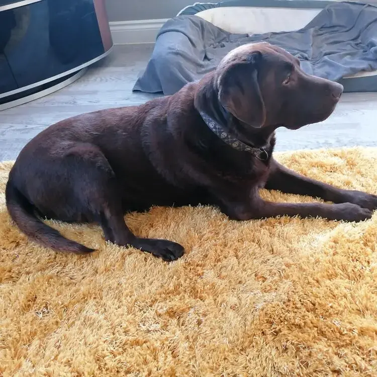 Winston the "Wonder Dog" Labrador Retriever | Purina