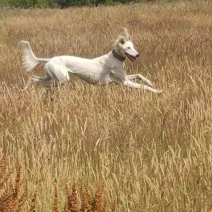 Winter Saluki | Purina UK