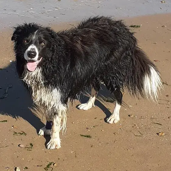 Cody Border Collie | Purina UK