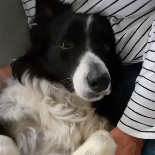 Cody Border Collie | Purina UK