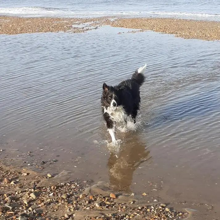 Cody Border Collie | Purina UK