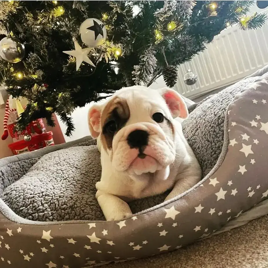 Darcie Bulldog | Purina UK