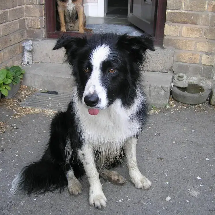 Milo Border Collie | Purina
