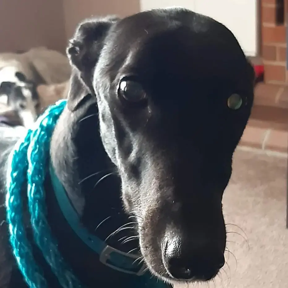 Star Greyhound | Purina UK