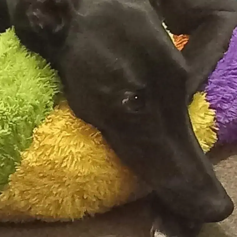 Star Greyhound | Purina UK