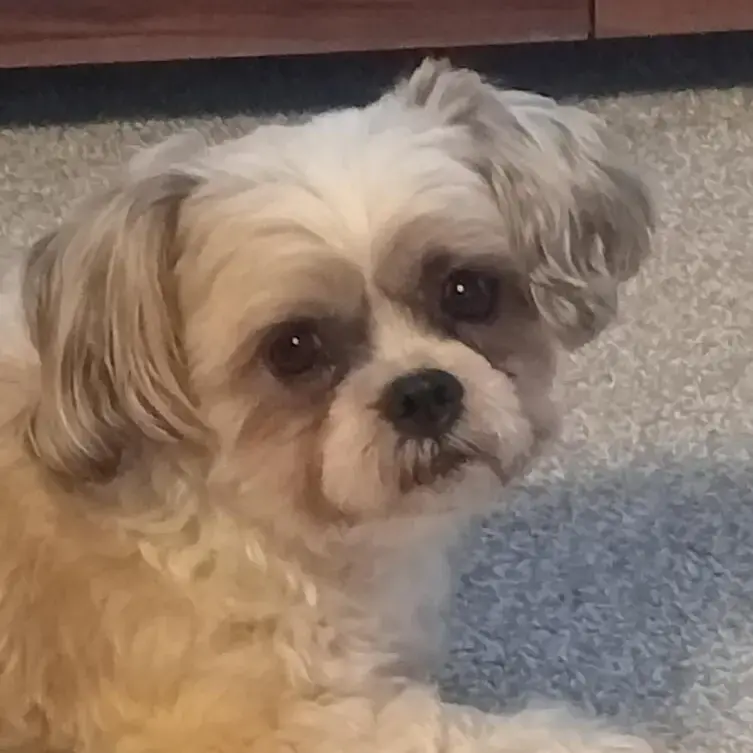 Oreo Zuchon | Purina UK