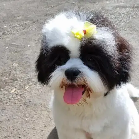 Coco the Lhasa Apso: Owner Story | Purina UK