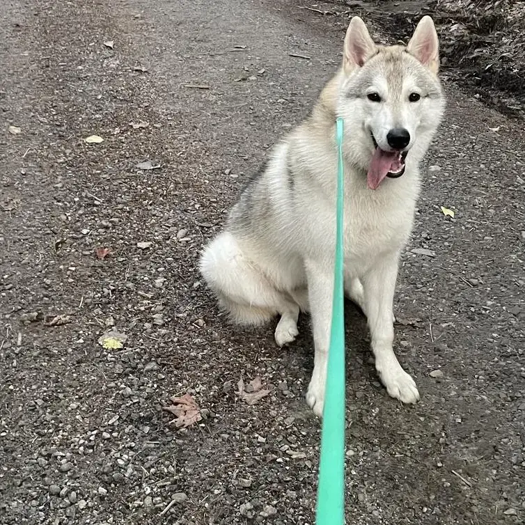 Titan Siberian Husky | Purina