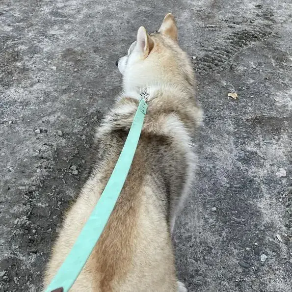 Titan Siberian Husky | Purina UK