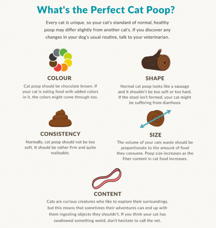 Unhealthy Cat Poop Chart: Color, Consistency Causes, 49% OFF