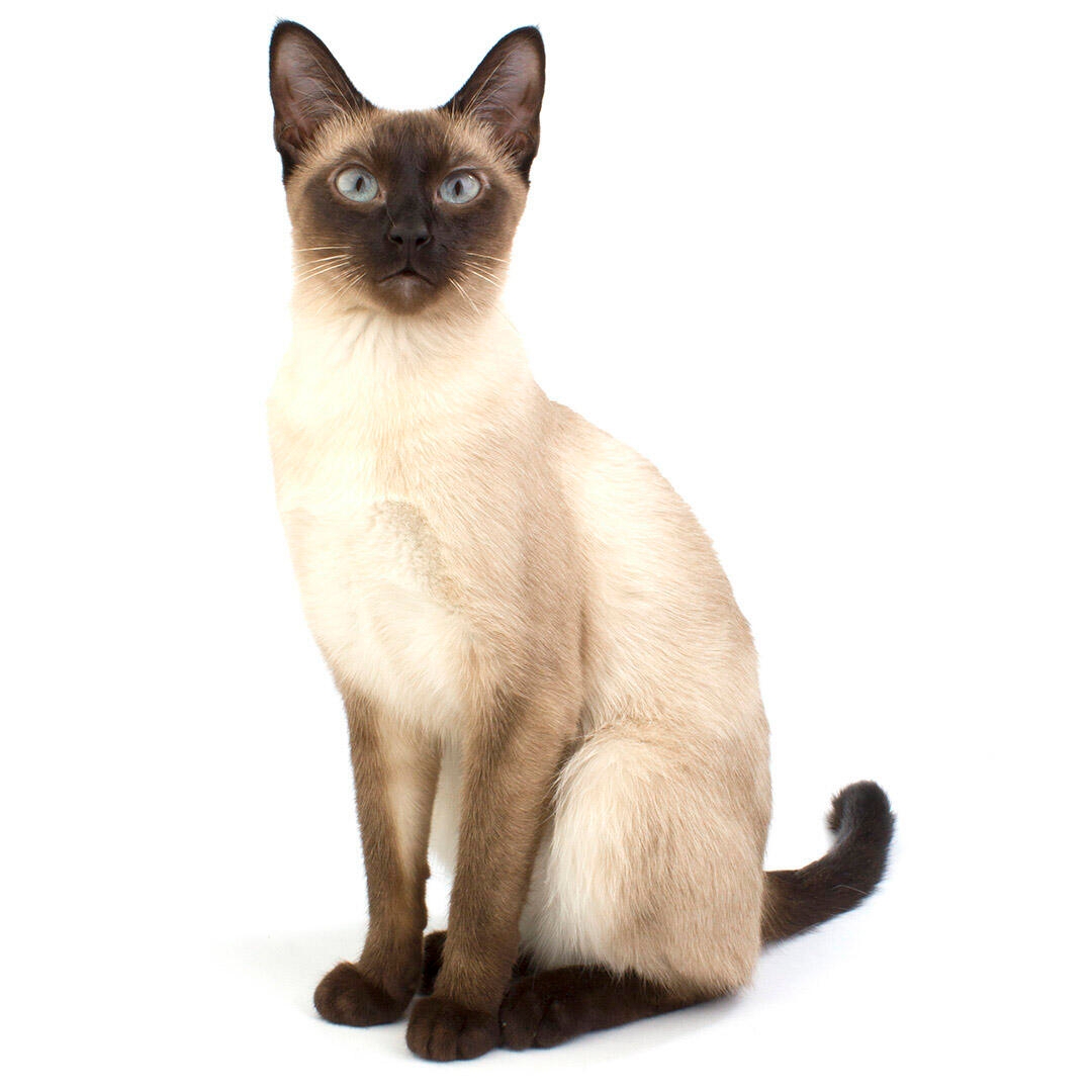Siamese Cat Breed Information Purina UK Siamese Cat Breed Information Purina UK