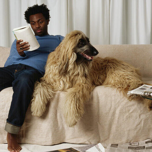 Afghan hound sitting on the couch next to the owner.