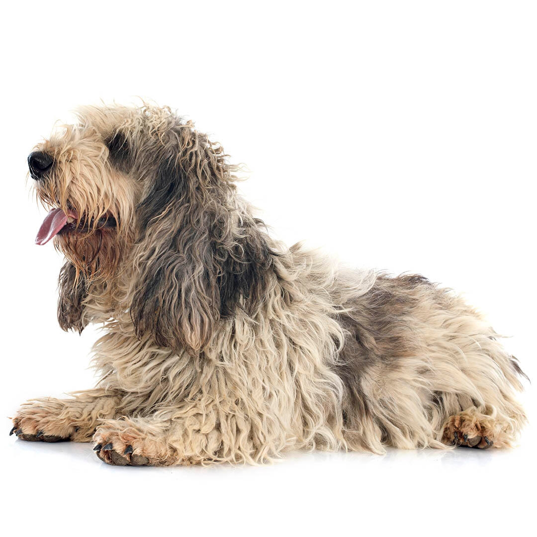 Basset Griffon Vendeen (Grand) Dog Breed | Purina