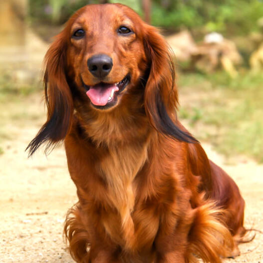 Long-haired dachshund smiling at the camera.