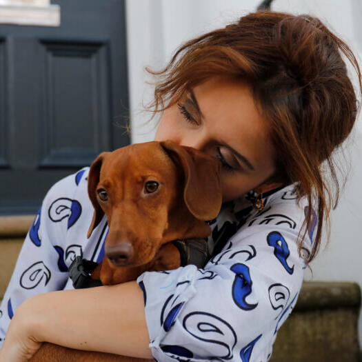 Dachshund (Miniature Smooth Haired) Dog Breed | Purina UK