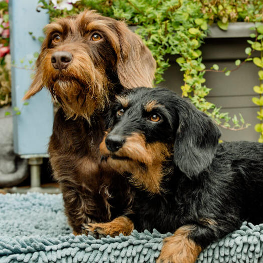 Dachshund (Miniature Wire Haired) Dog Breed | Purina UK